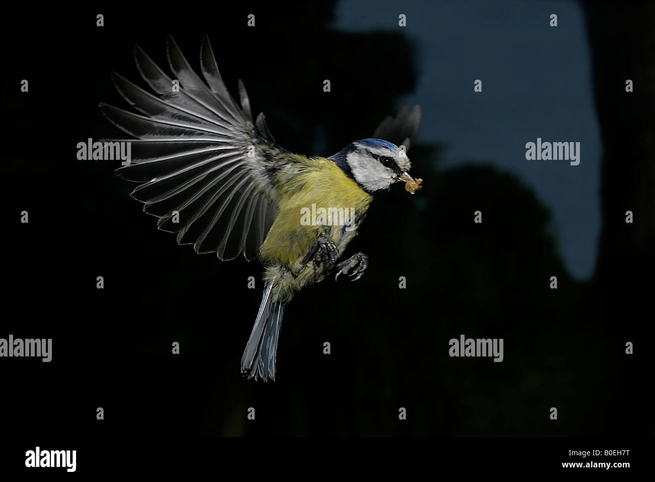 Blue Tit in mid-flight Stock Photo - Alamy