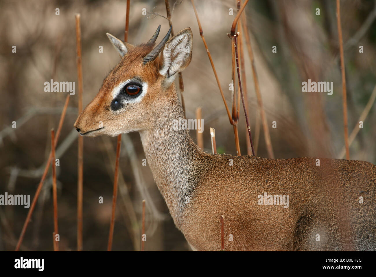 Dik-dik (Madoqua sp Stock Photo - Alamy