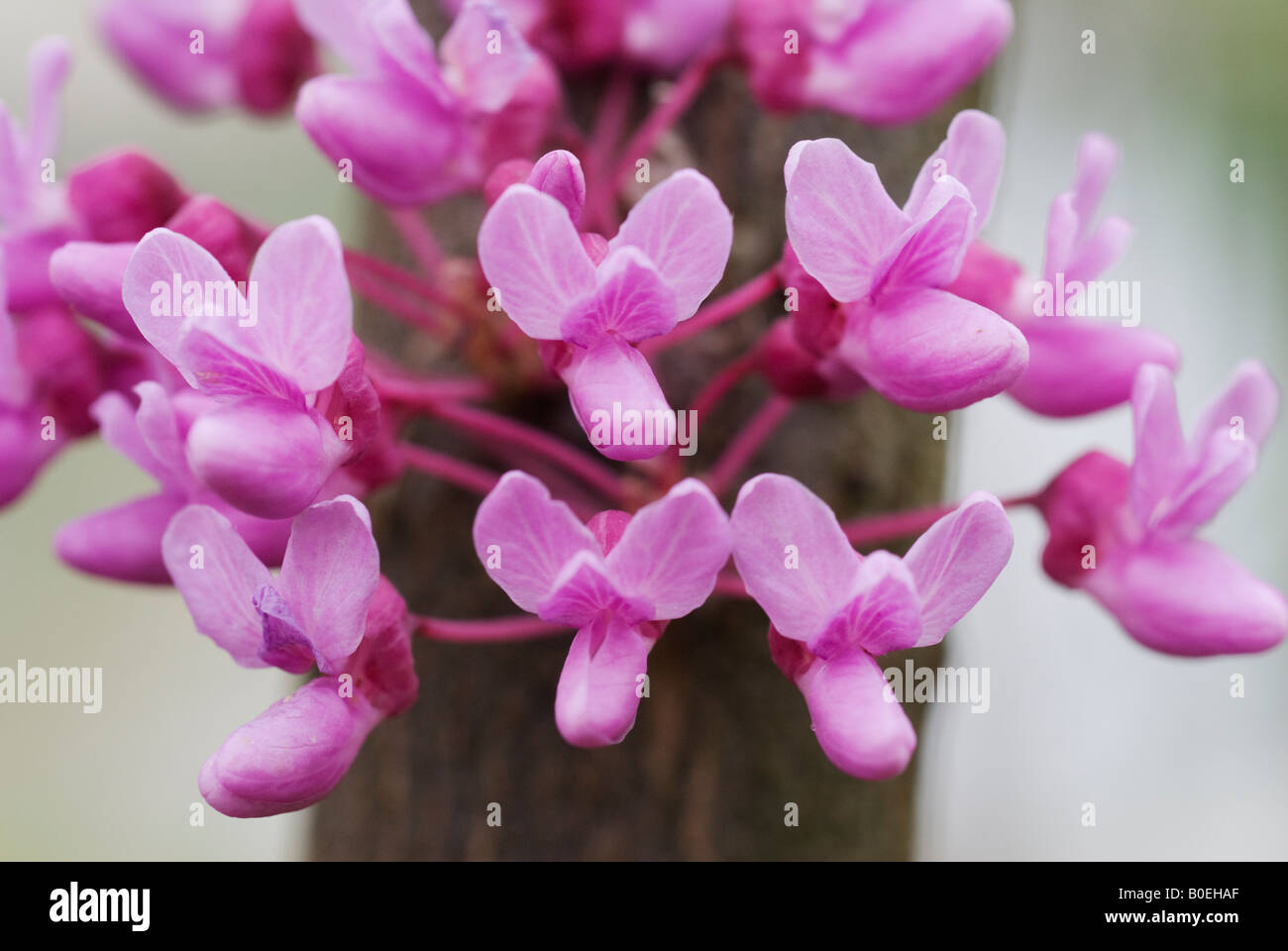 closeup flowers of Cercis canadensis Eastern Redbud, a large shrub or ...