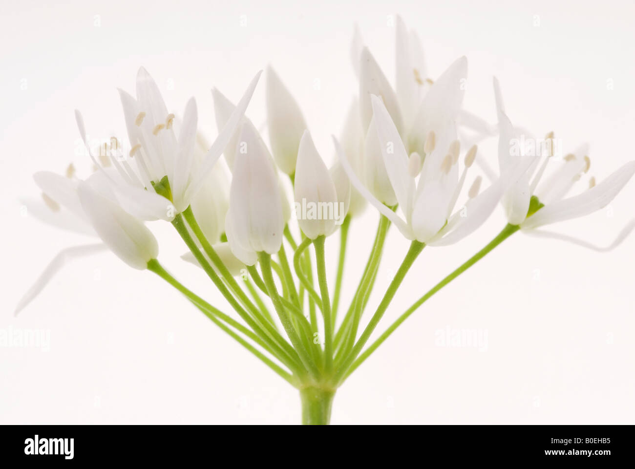 wild garlic stem Stock Photo - Alamy