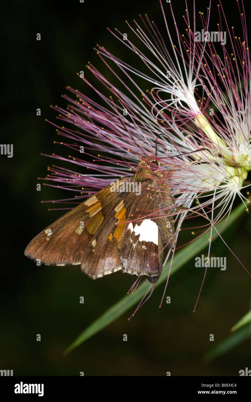 Silver moth hi-res stock photography and images - Alamy