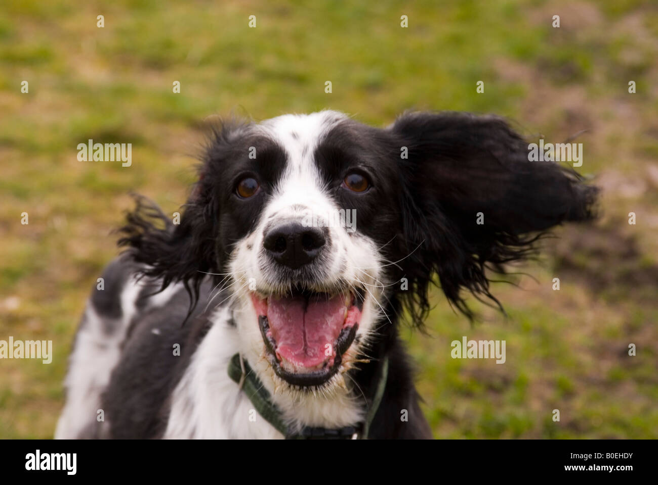 A black & white English Springer Spaniel dog in the uk Stock Photo - Alamy