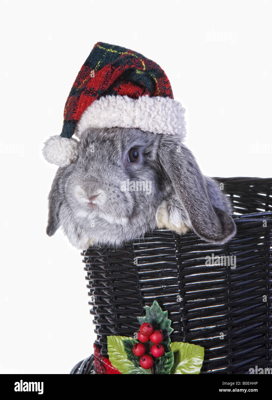 Cute Christmas grey mini lop baby bunny rabbit wearing hat inside of ...