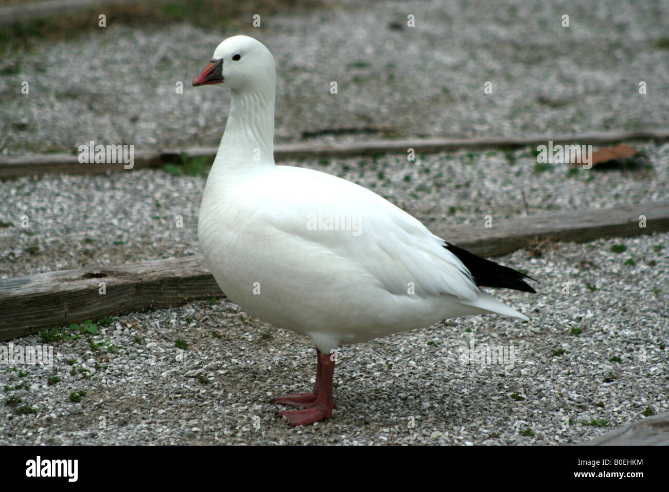 A white snow goose standing on gravel Stock Photo - Alamy