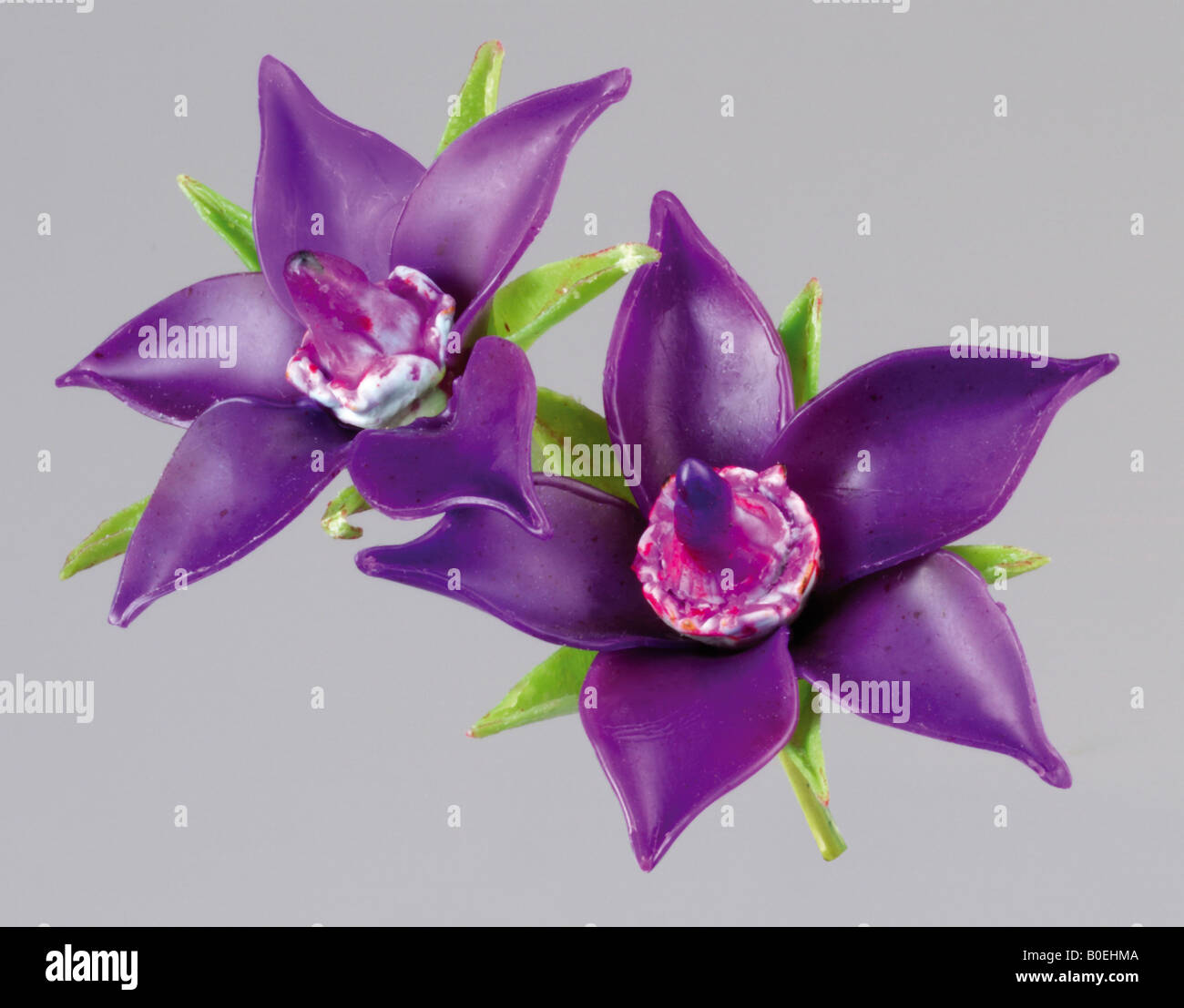 Starflower hi-res stock photography and images - Alamy
