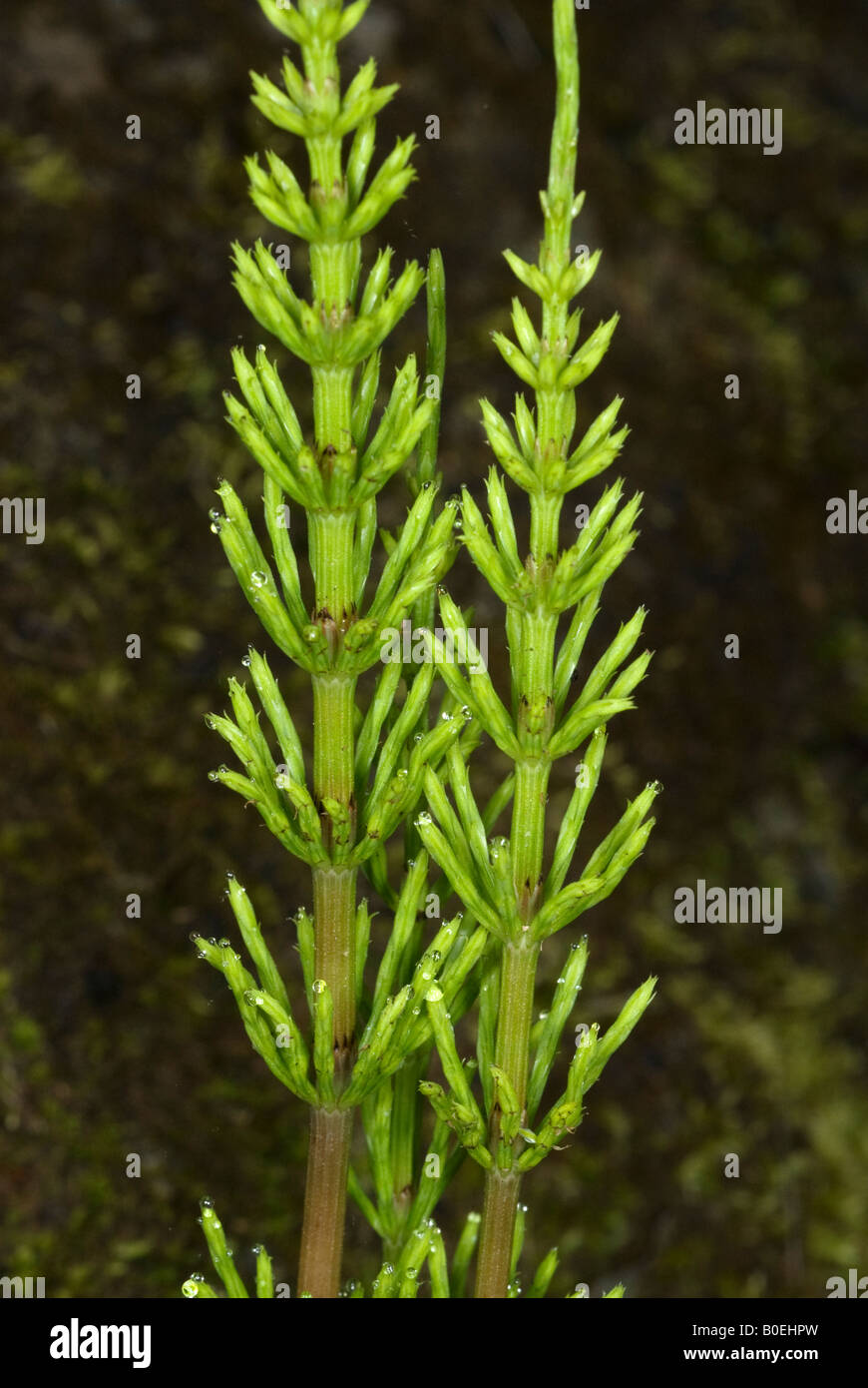 Horsetails