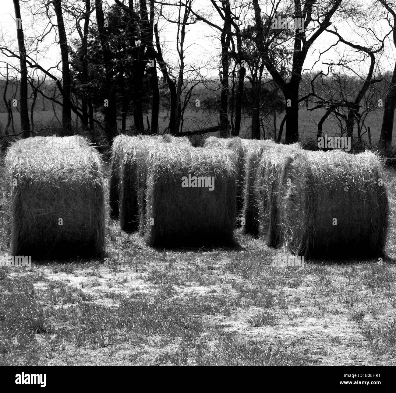 Silage field Black and White Stock Photos & Images - Alamy