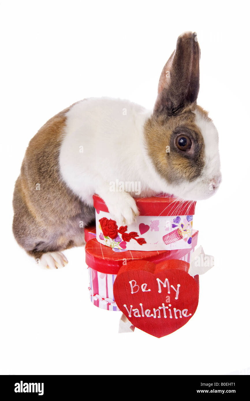 Valentines Day Dutch bunny rabbit with red heart that says Be My ...