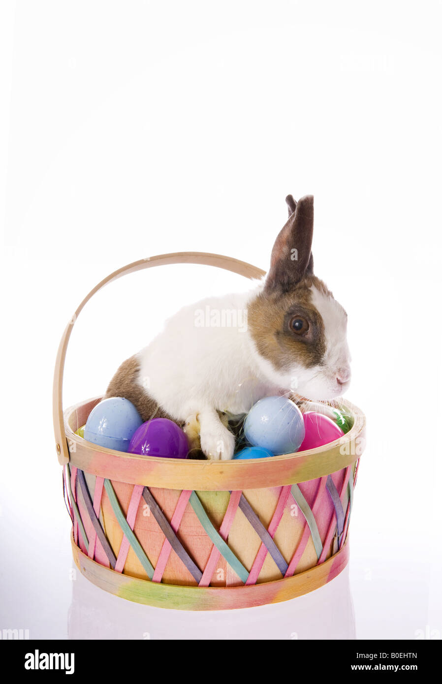 Dutch rabbit hi-res stock photography and images - Alamy