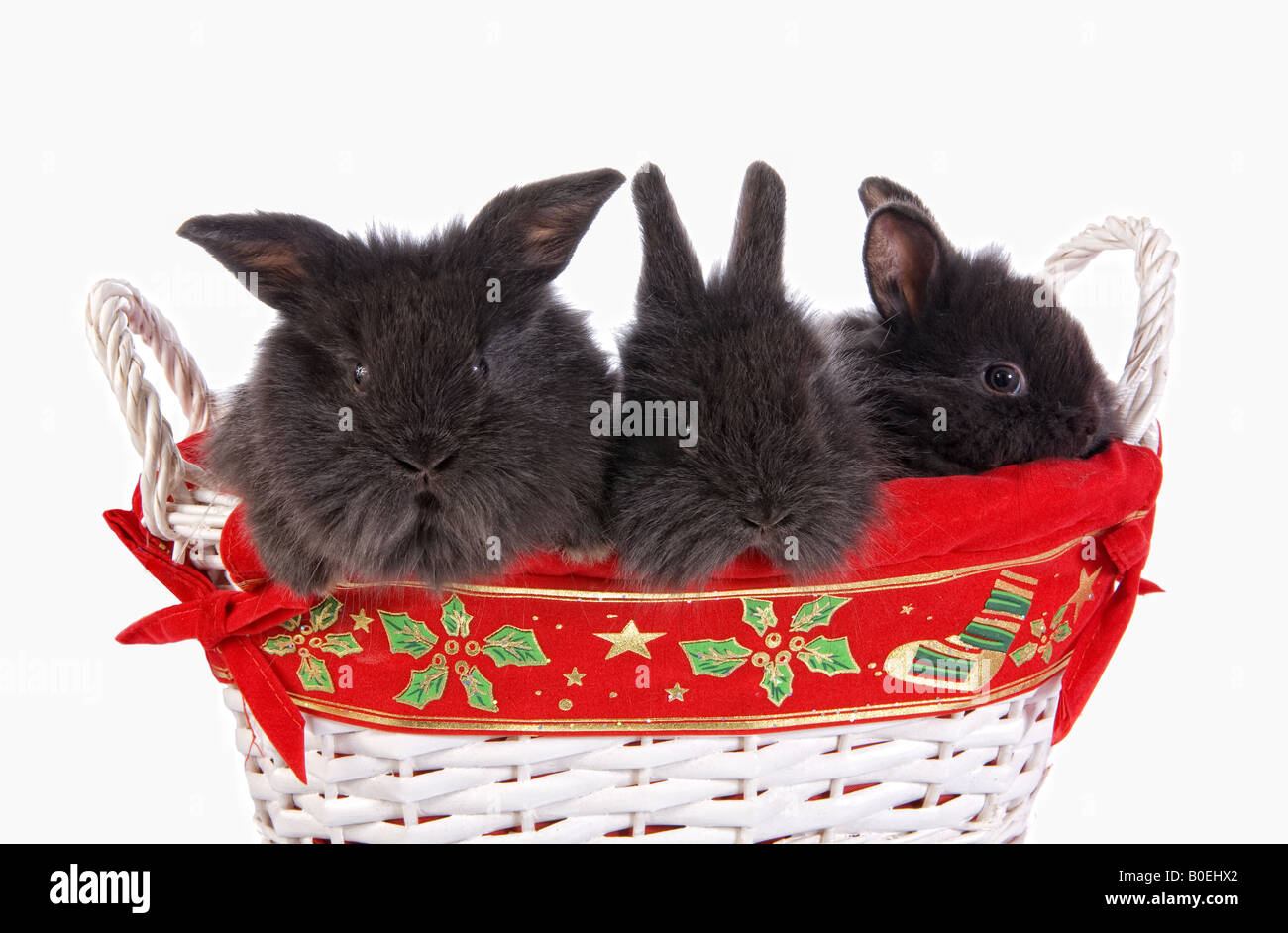 Three black baby bunny rabbits in festive Christmas basket isolated on ...