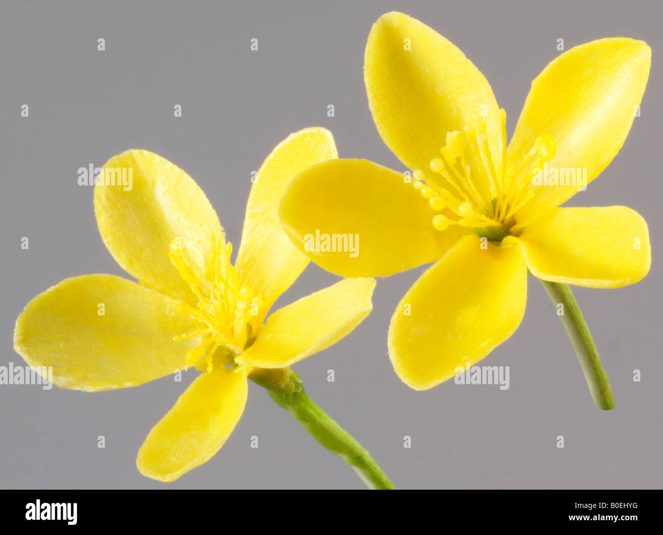 ST.JOHN'S WORT FLOWER Stock Photo - Alamy