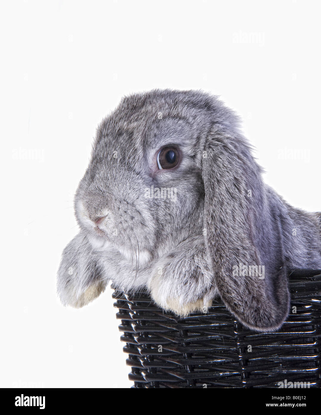 Mini Lop Ear Bunny Rabbit headshot isolated on white background Stock ...