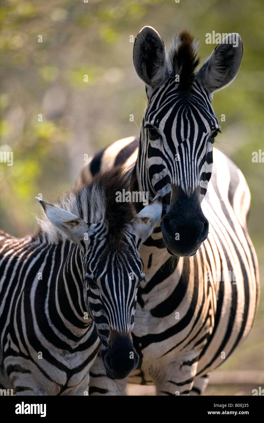 Burchell's Zebra mother and foal Stock Photo - Alamy