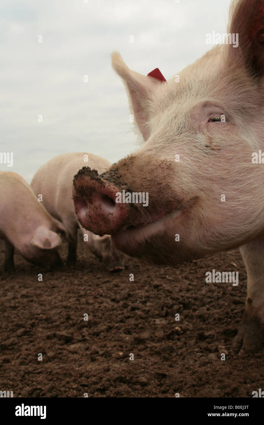 Pig in mud Stock Photo - Alamy