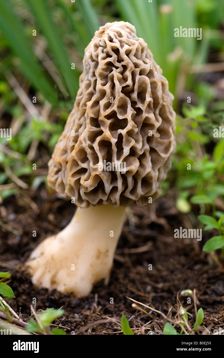 Morchella morel mushroom Stock Photo - Alamy