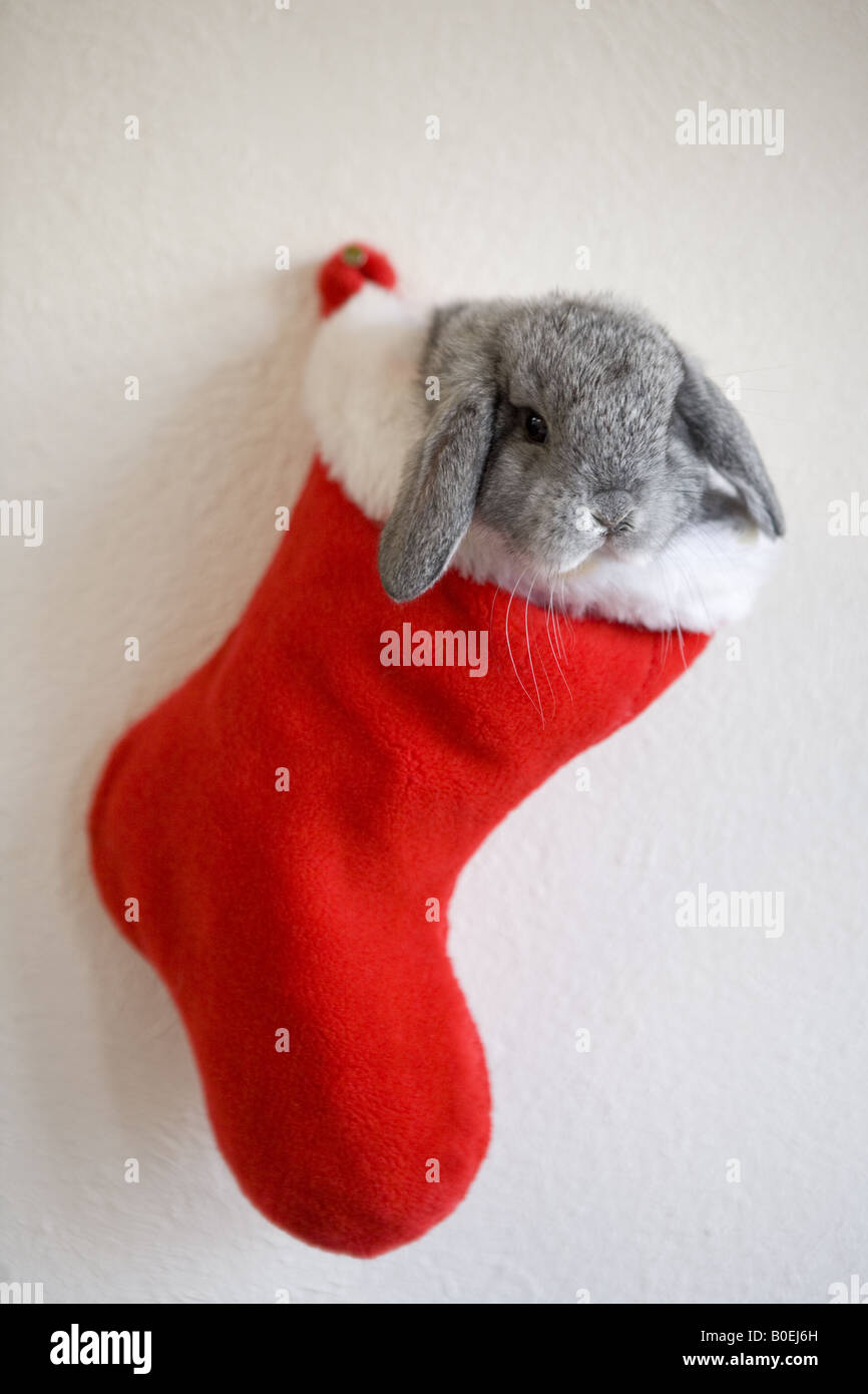 Cute grey mini lop ear bunny rabbit in Christmas stocking Stock Photo ...