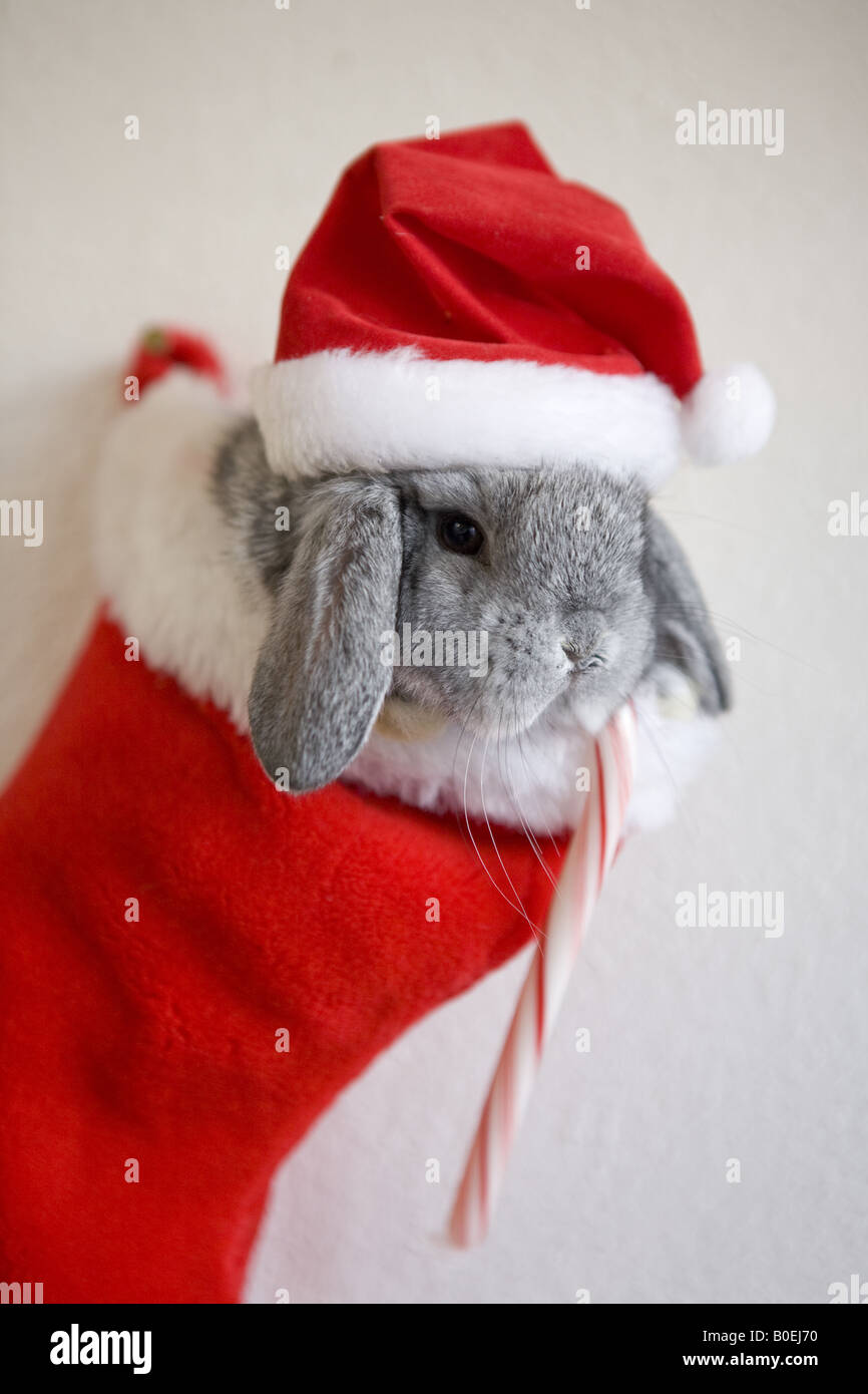 Grey Christmas Rabbit