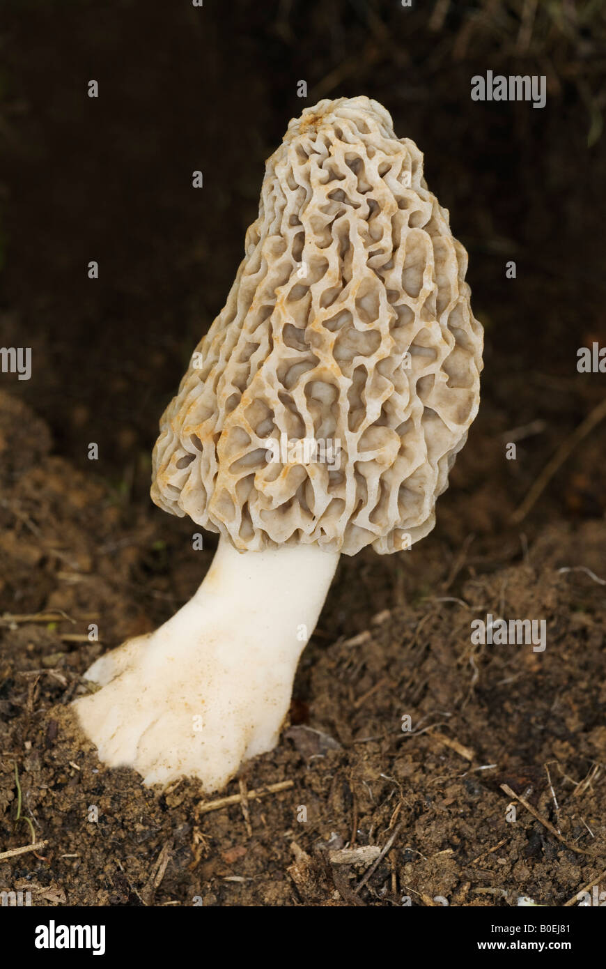 Morchella morel mushroom hi-res stock photography and images - Alamy