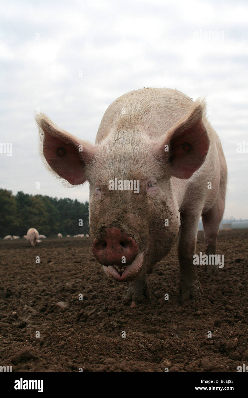 Pig in mud Stock Photo - Alamy