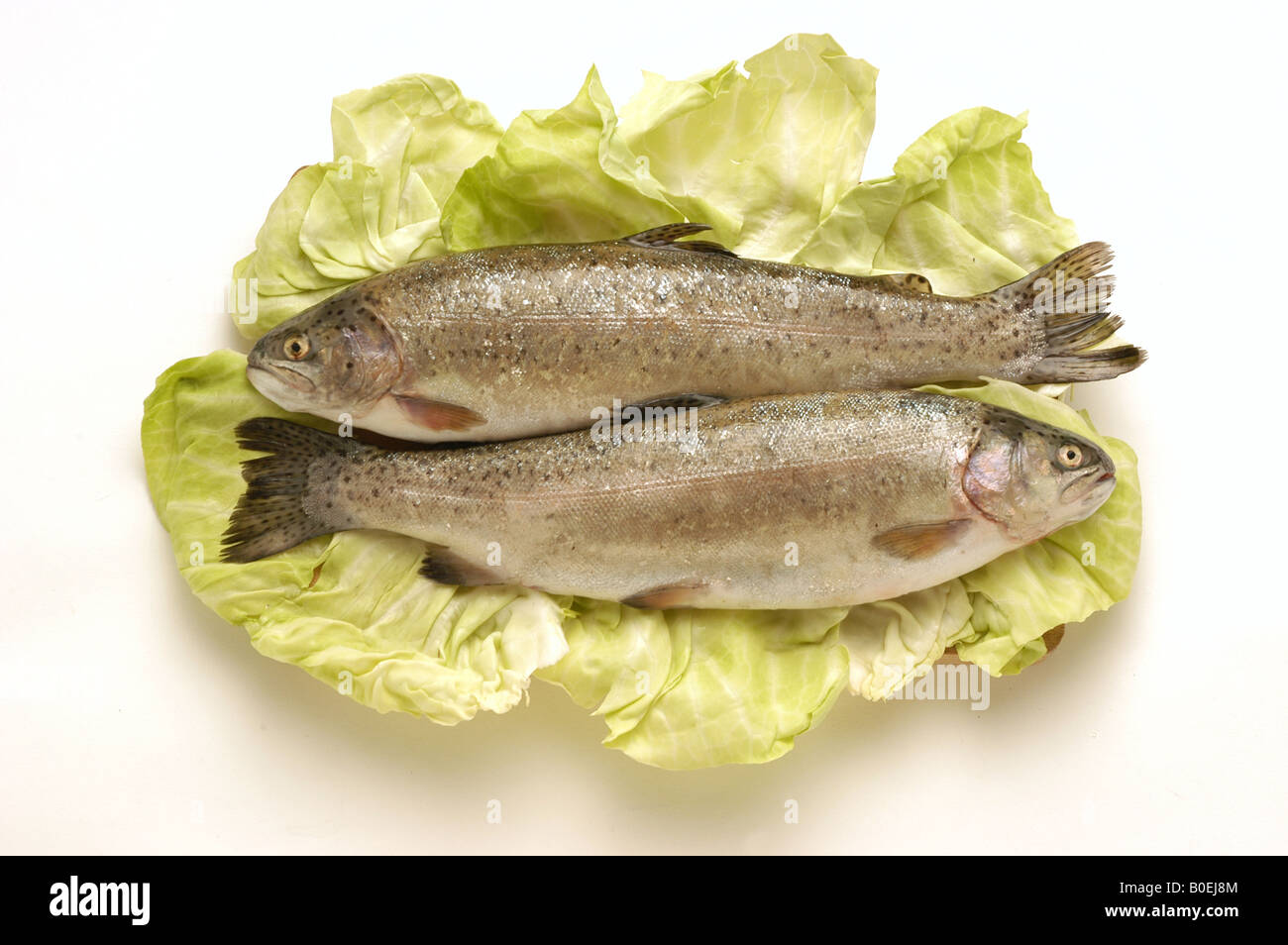 Trota hi-res stock photography and images - Alamy