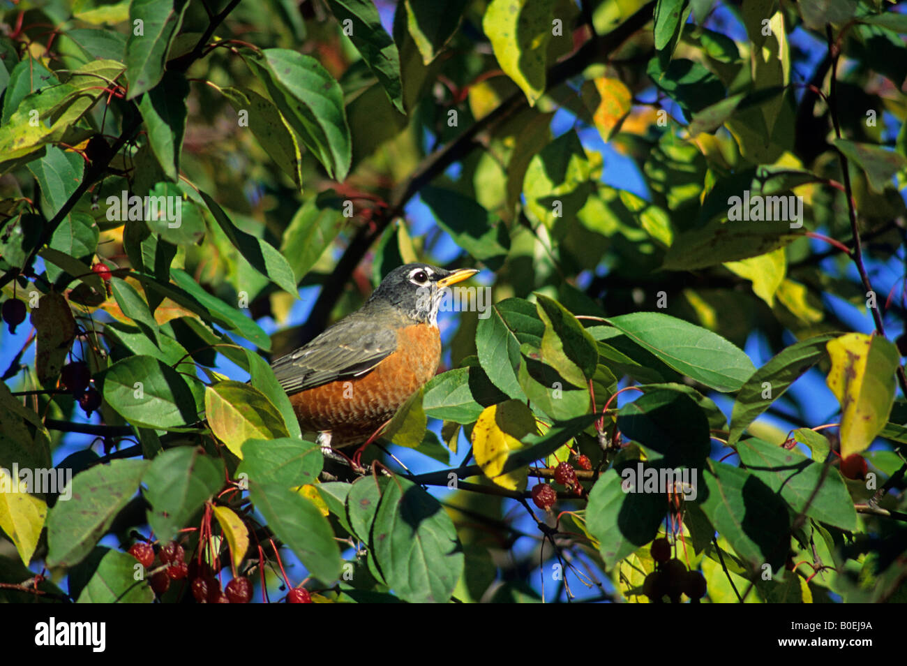 American Robin bird in a tree Quebec Canada Stock Photo - Alamy
