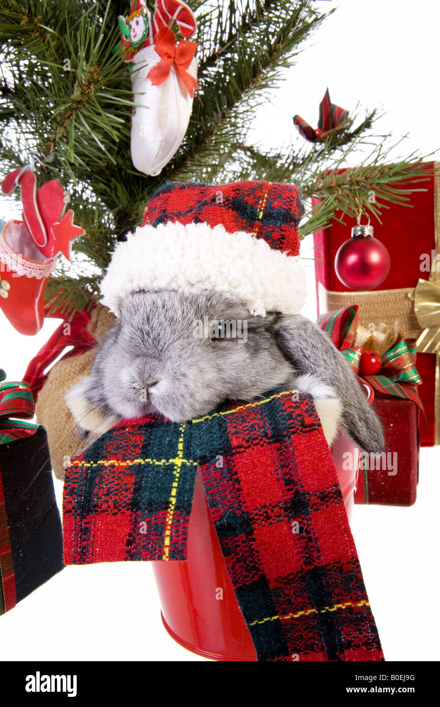 Rabbit wearing hat hi-res stock photography and images - Alamy