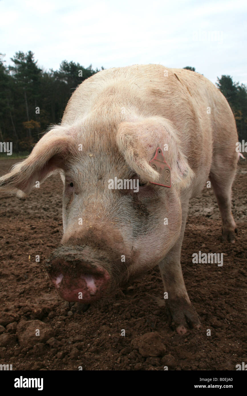 Pig in mud Stock Photo - Alamy