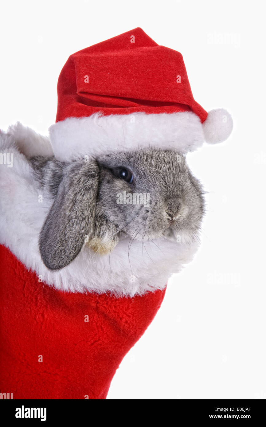 Cute Christmas grey mini lop baby bunny rabbit in stocking wearing ...