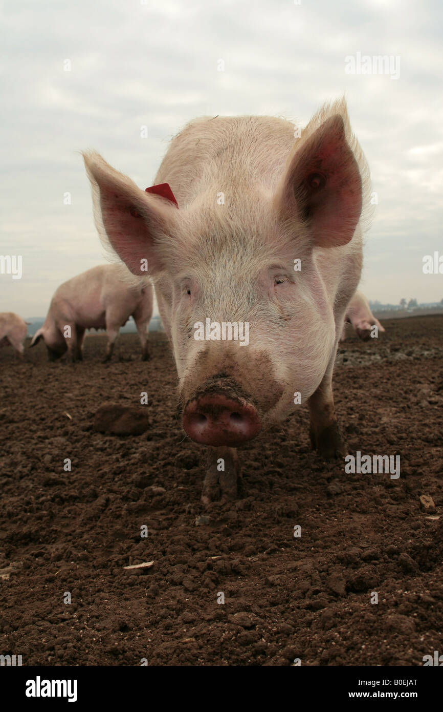 Pig in mud Stock Photo - Alamy