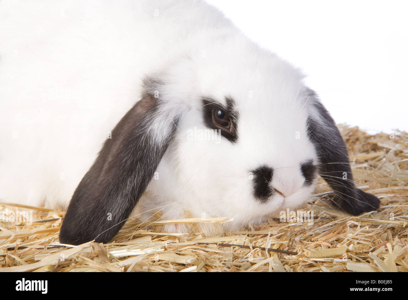 Cute black and white lop ear bunny headshot isolated on white ...