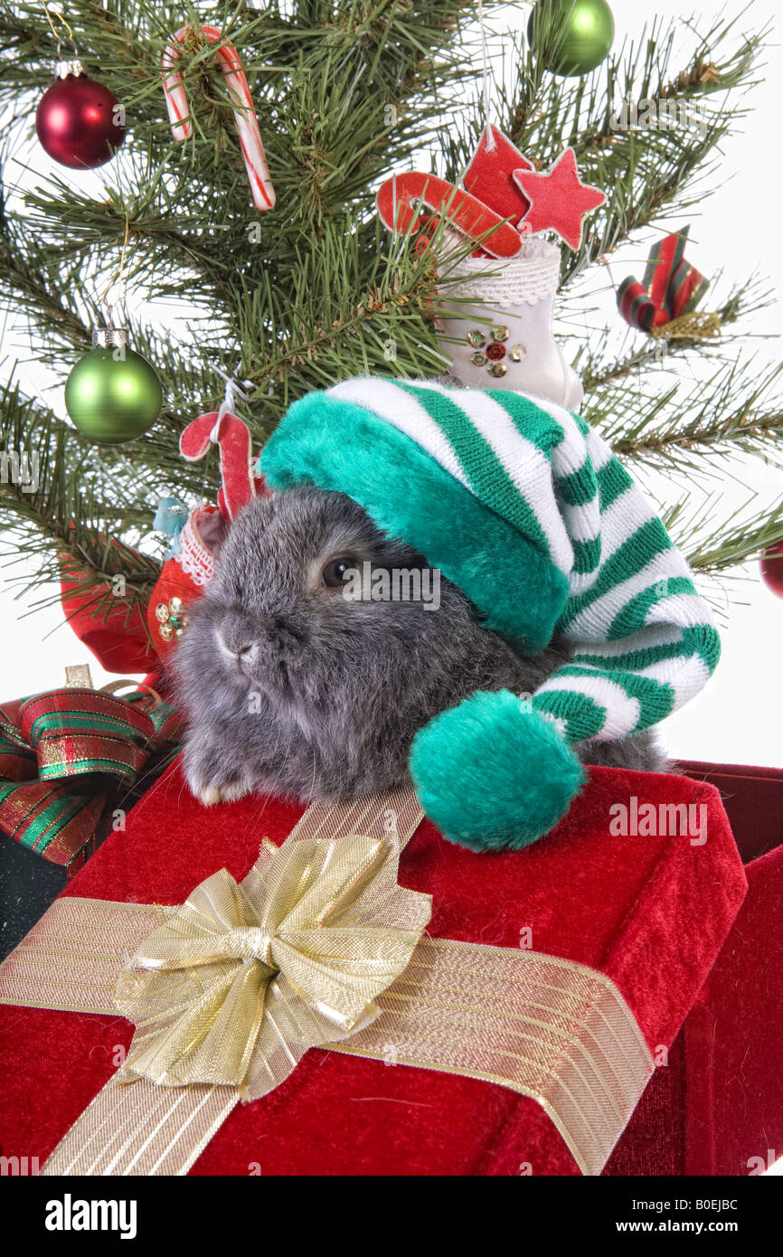 Adorable Christmas bunny rabbit under the tree isolated on white ...