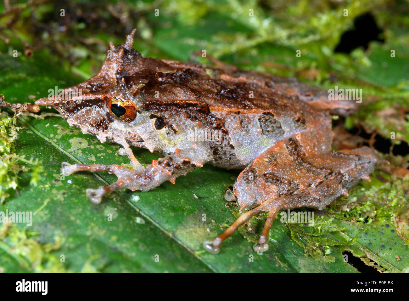 Pristimantis appendiculatus, a bizarre rain frog from cloudforest in ...