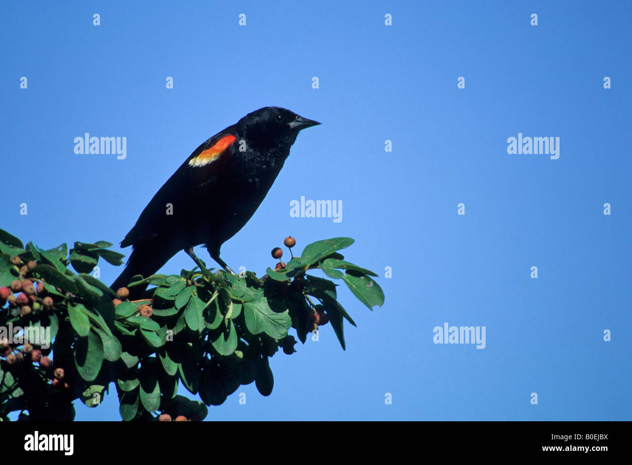 Red winged Blackbird Canada Stock Photo - Alamy