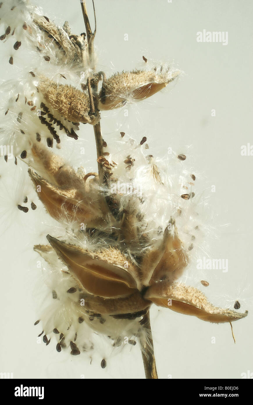 Milkweed seed pod hi-res stock photography and images - Alamy