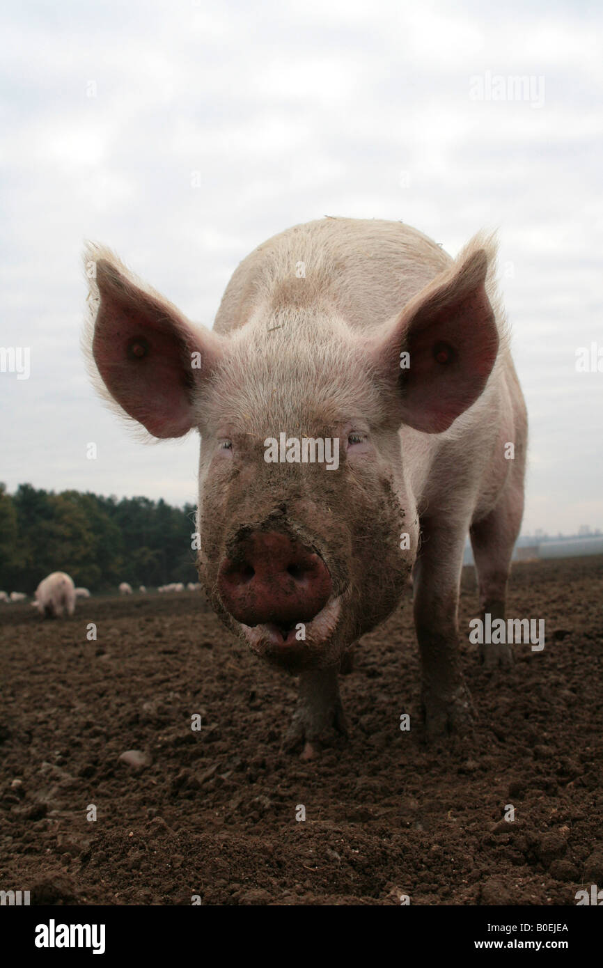 Pig in mud Stock Photo - Alamy