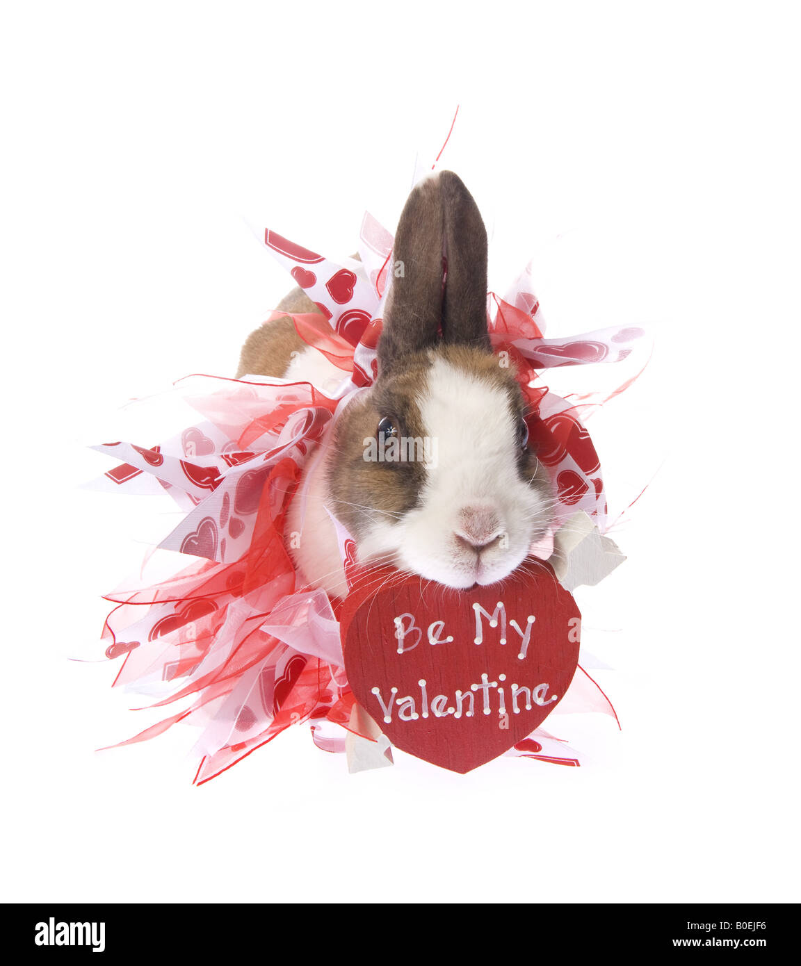 Valentines Day Dutch bunny rabbit with red heart that says Be My ...