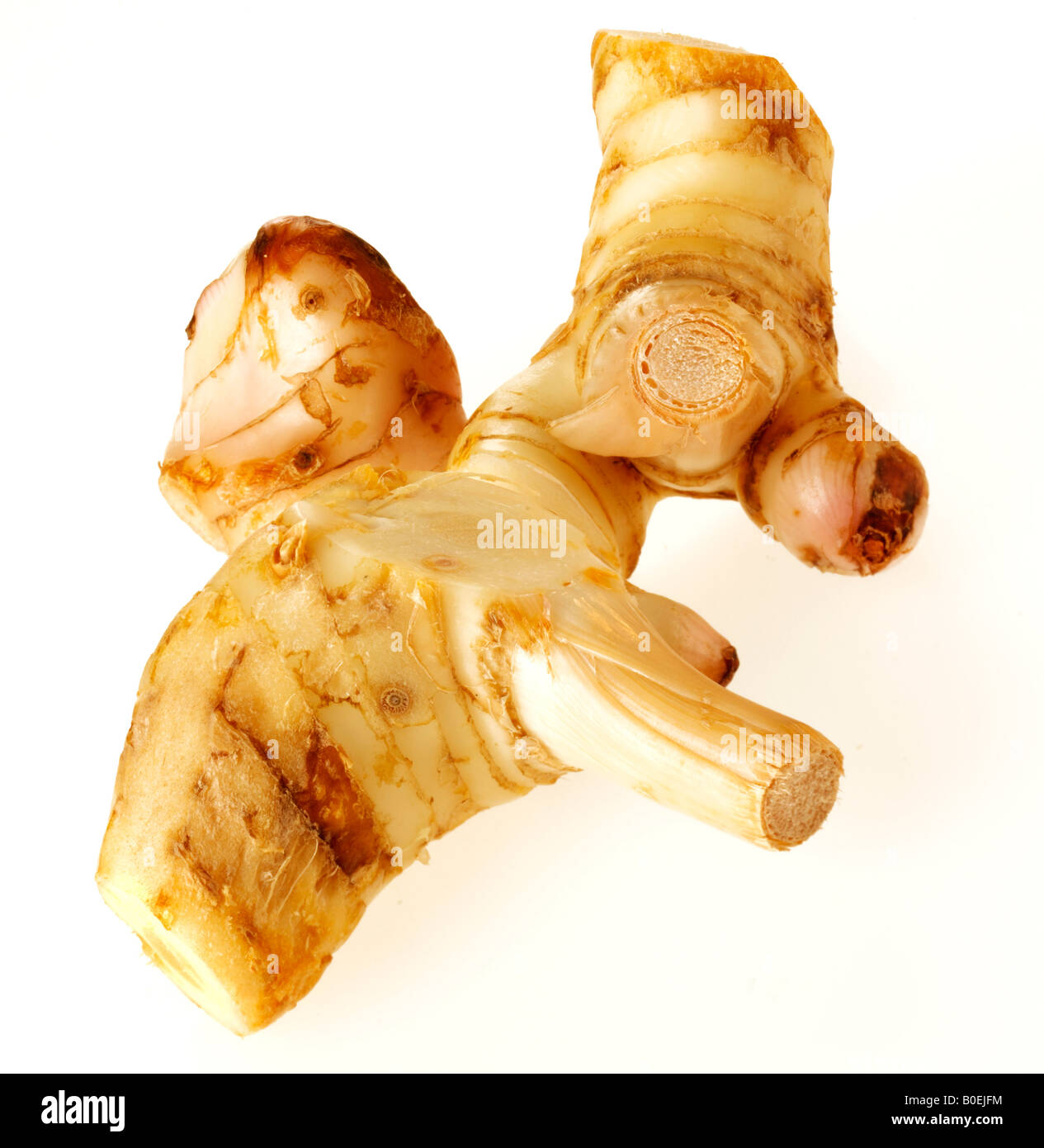 Galngal Cut Out Stock Images & Pictures - Alamy