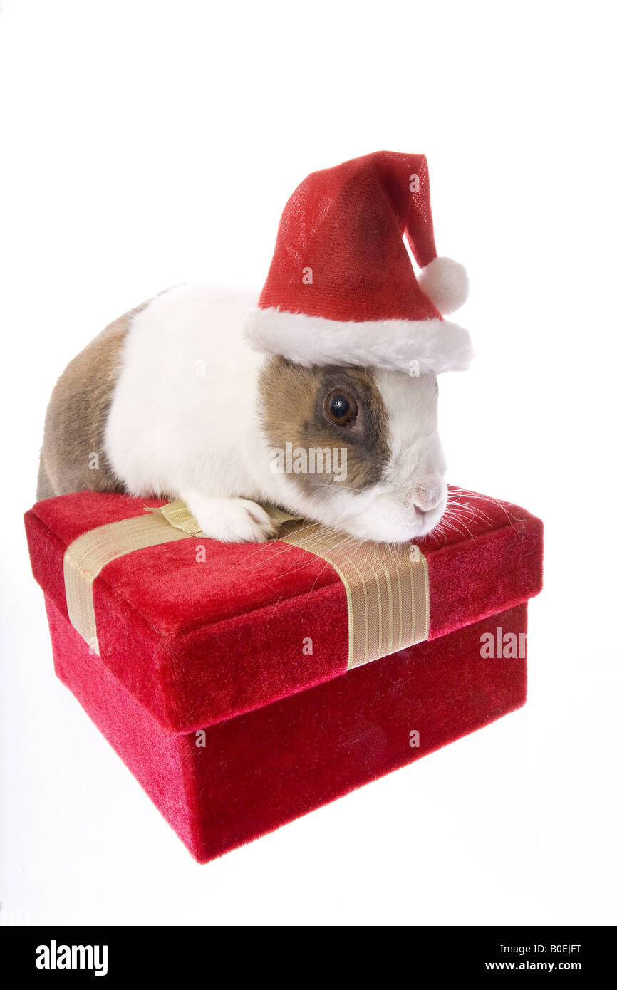Christmas Dutch bunny rabbit wearing Santa hat on gift box isolated on ...