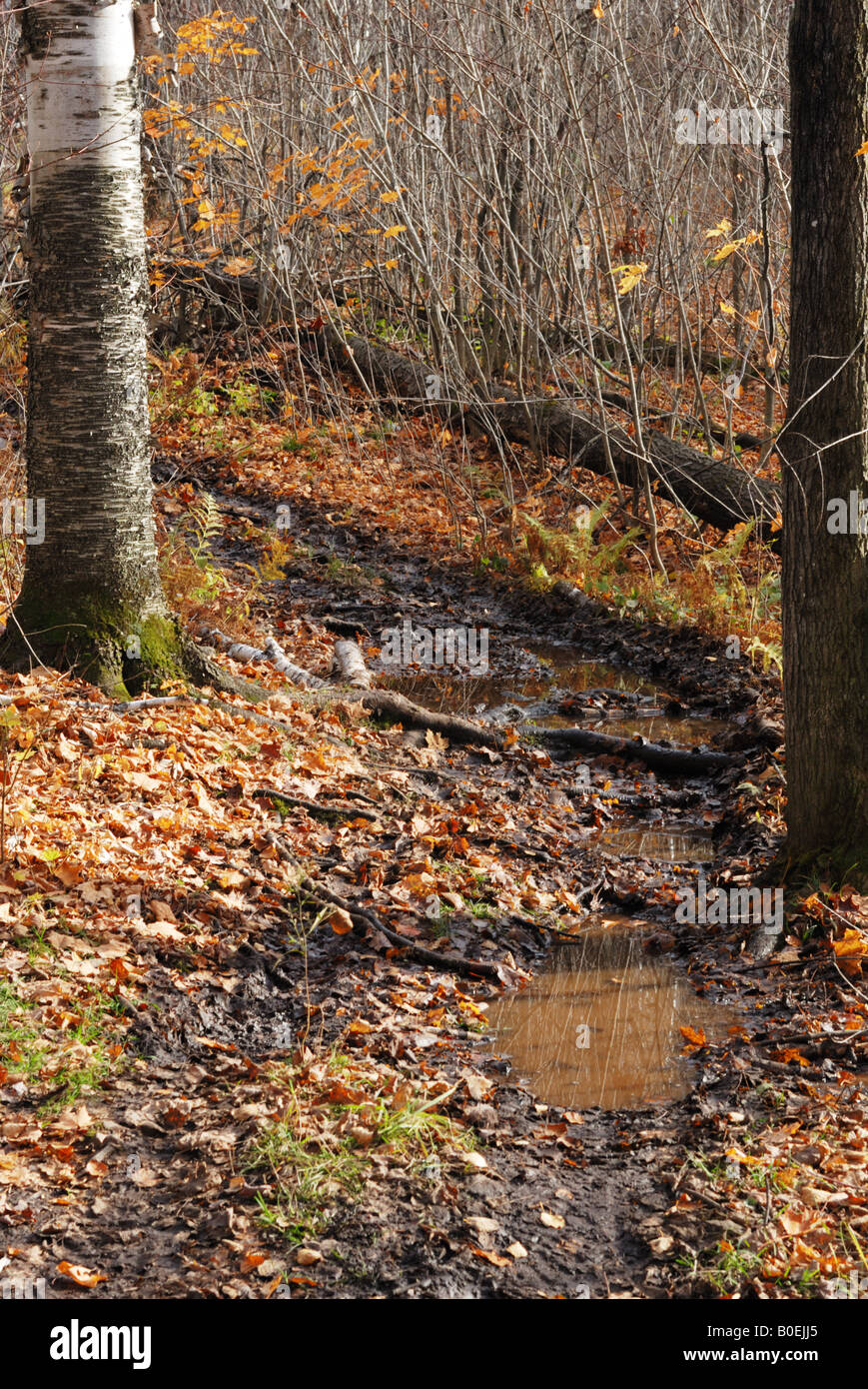 Muddy ATV 4-wheeler trail in the fall between two trees Stock Photo - Alamy