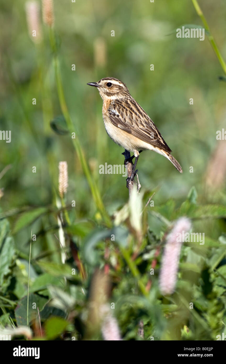 Whinchat (Saxicola rubetra) female Stock Photo - Alamy