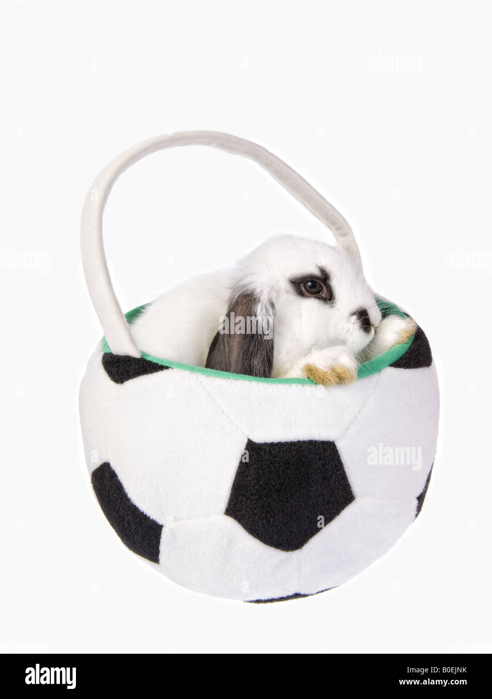 Lop ear bunny rabbit in soccer ball basket isolated on white background ...