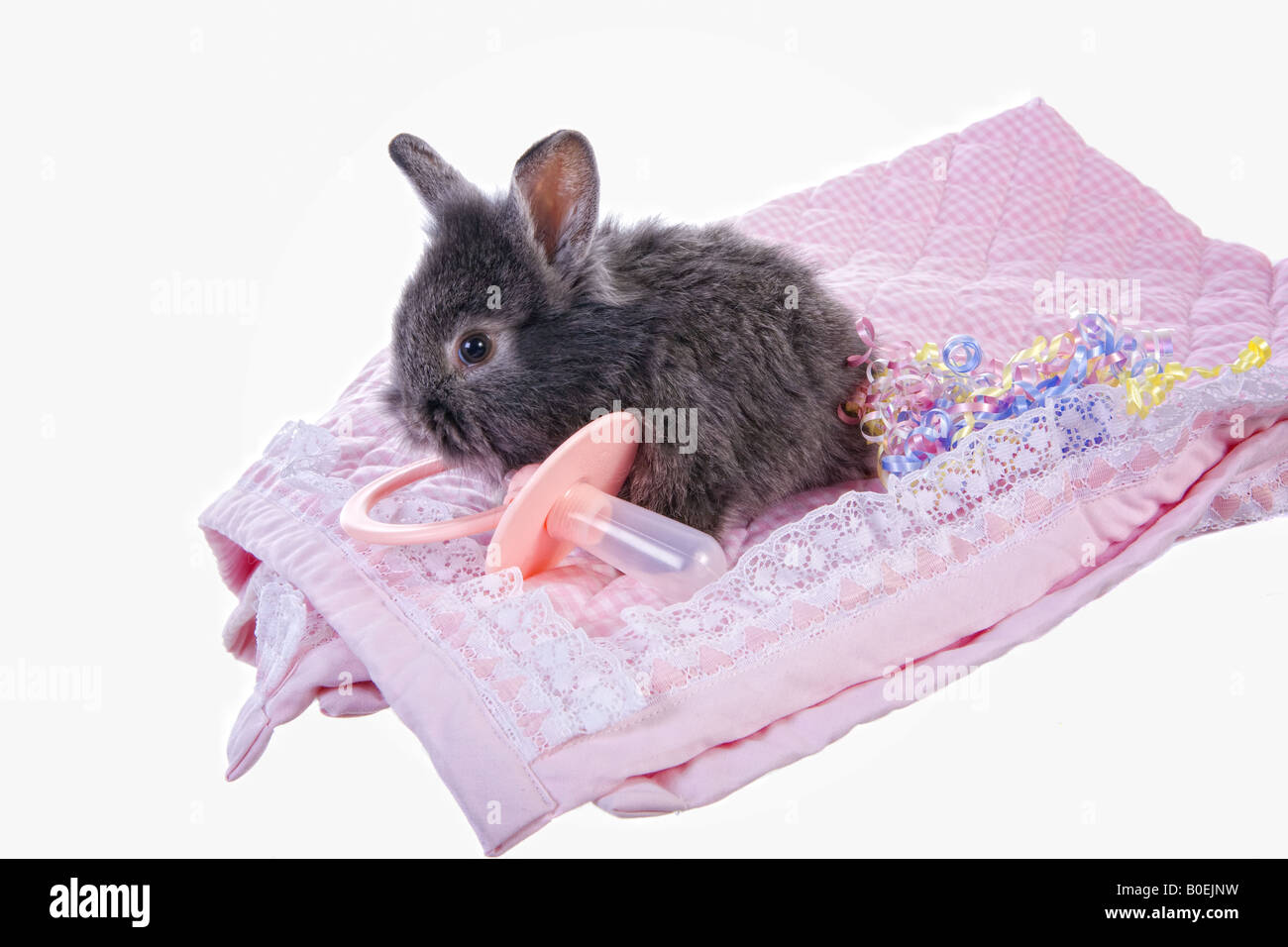 Adorable baby bunny rabbit on pink baby blanket with pacifier isolated ...