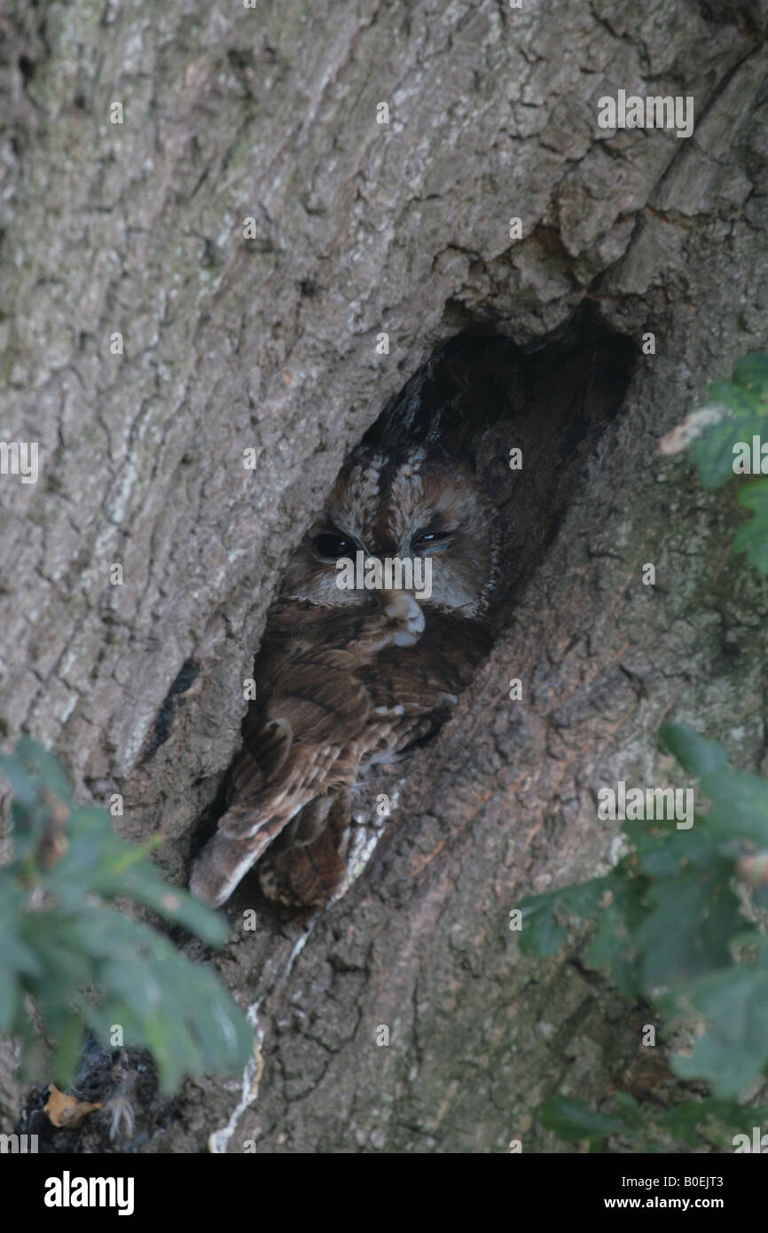 Tawny owl in a tree hollow Stock Photo - Alamy