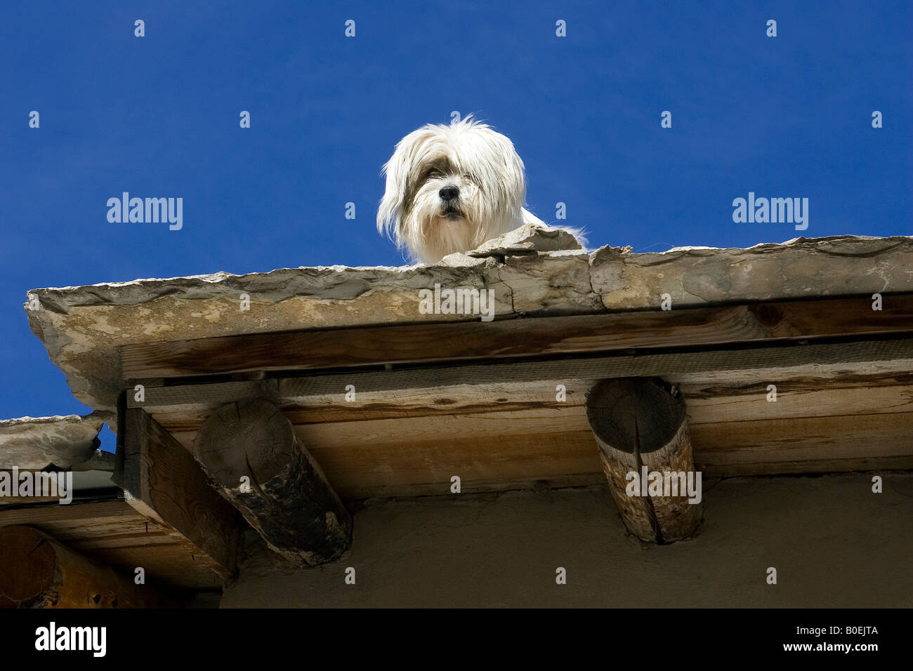 Dog on a Roof Stock Photo - Alamy