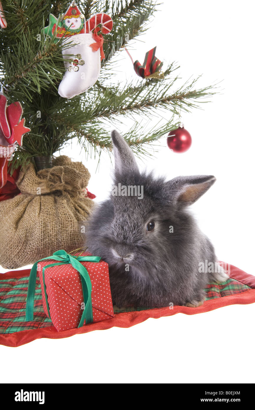 Adorable Christmas bunny rabbit under the tree isolated on white ...