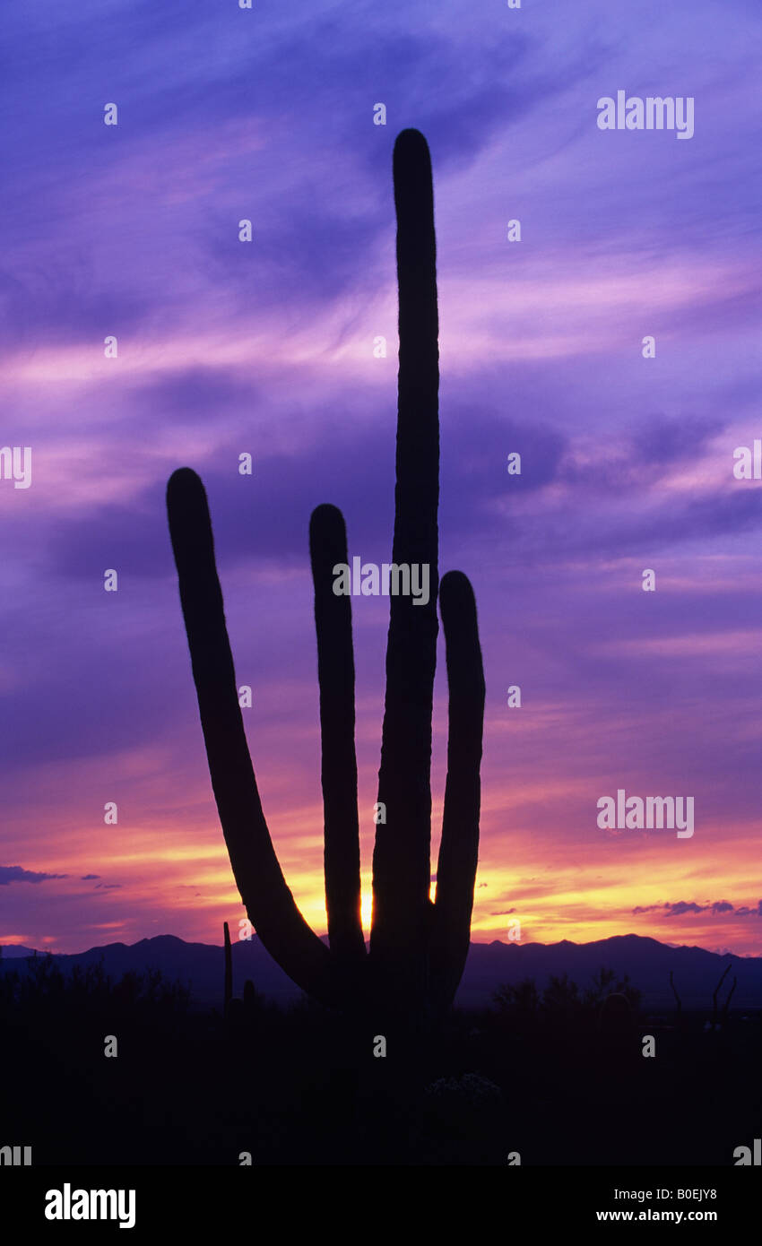 Saguaro cactus against a colorful sunset sky, Saguaro National Park ...