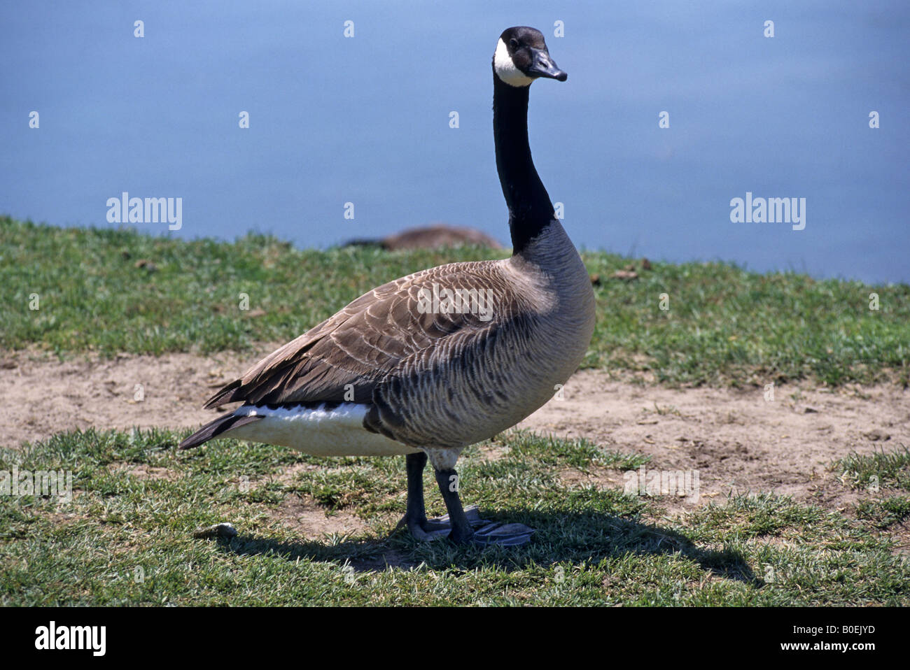 Bernache goose Canada Stock Photo - Alamy
