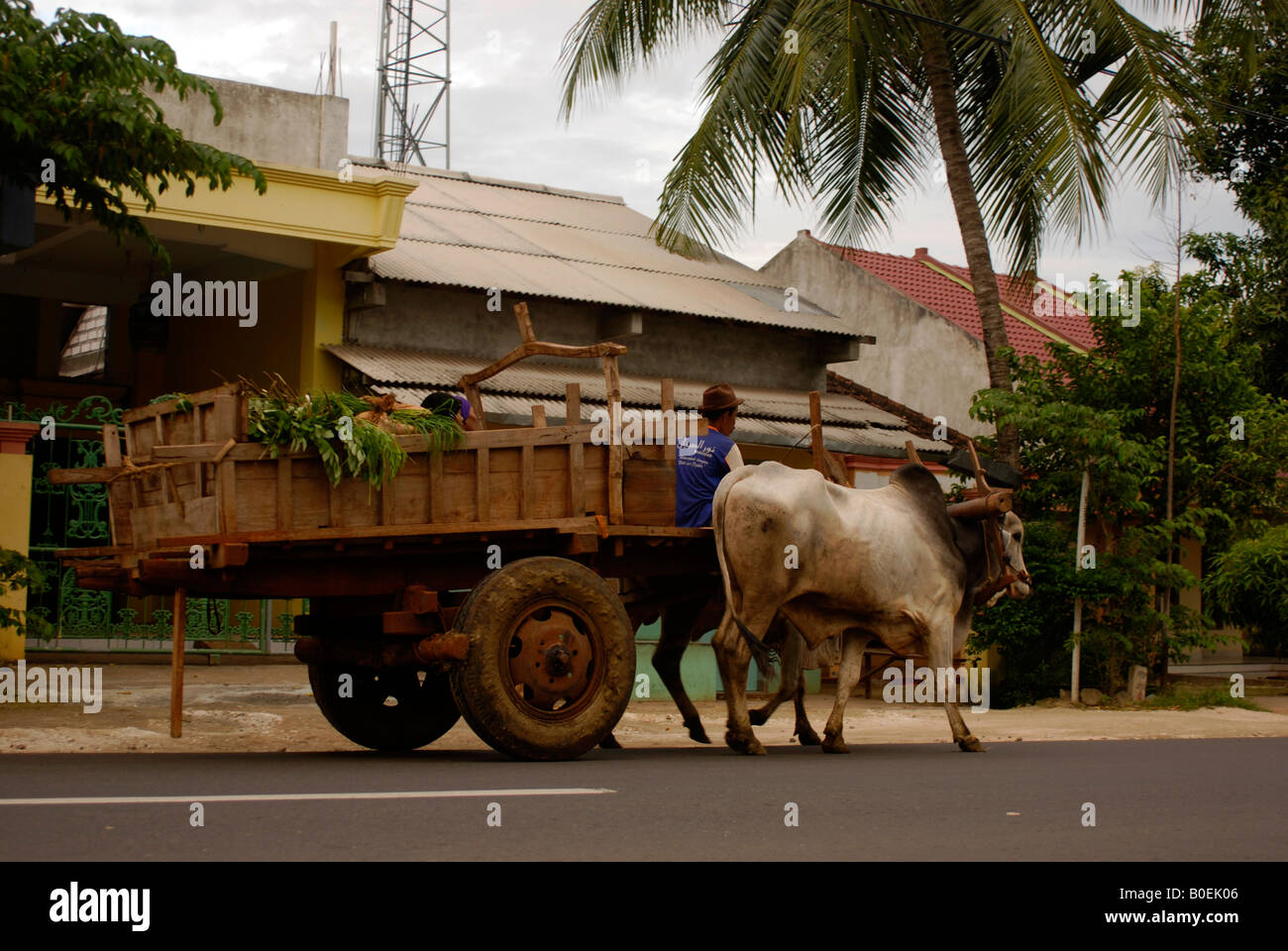 Ox Drawn Wagon Stock Photos & Ox Drawn Wagon Stock Images - Alamy