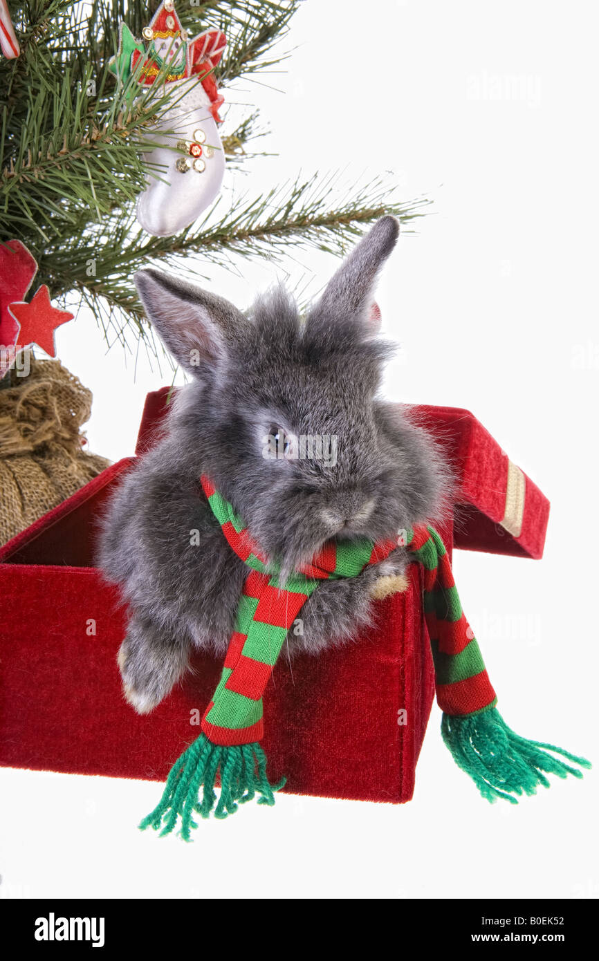 Adorable Christmas bunny rabbit under the tree isolated on white ...