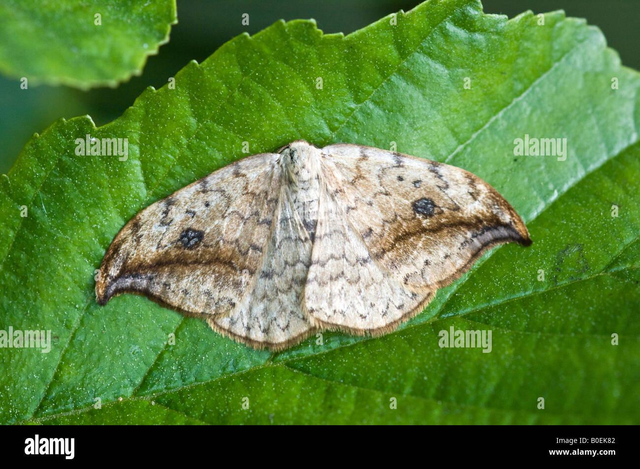 Pebble hook-tip moth (Drepana falcataria Stock Photo - Alamy